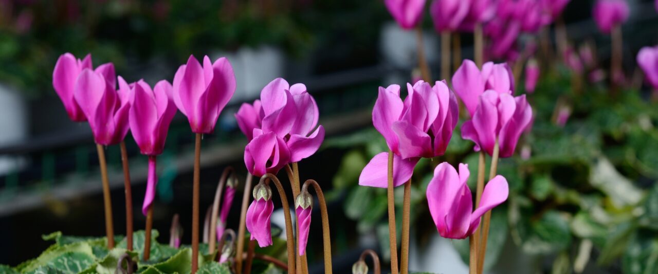 Helional - The Anthea Group